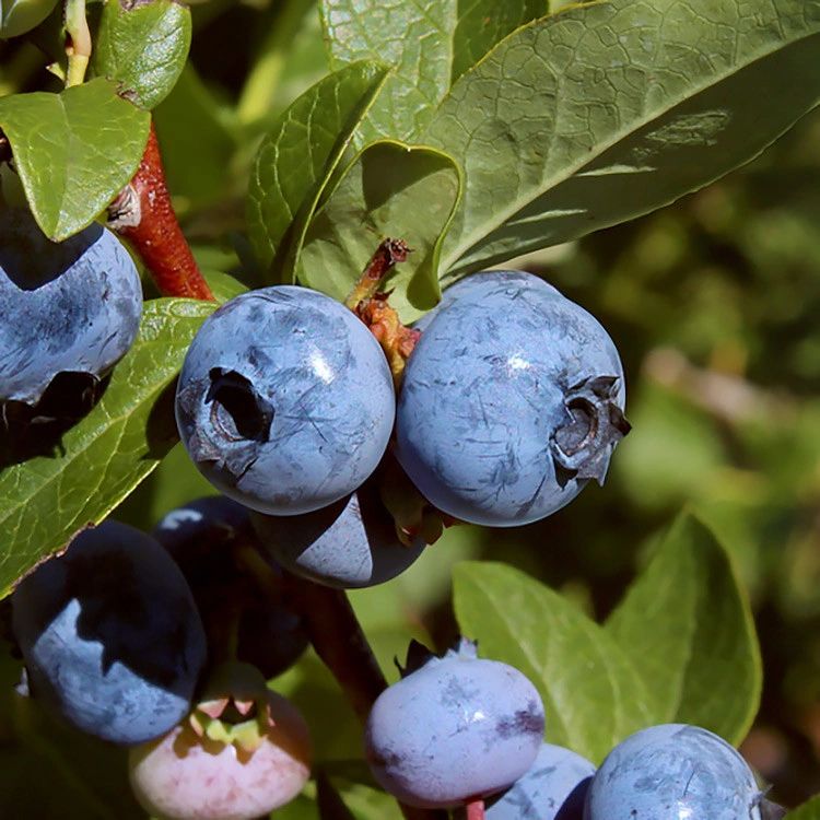 Blue Ray Blueberry (Liter Containers)