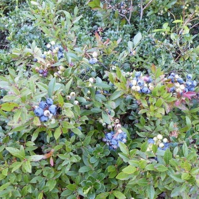 Blue Sunset Blueberry (1-inch containers)