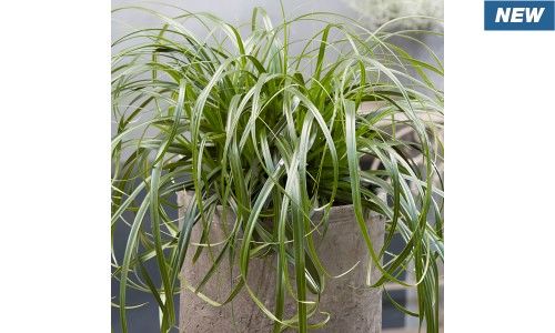 CAREX 'Ribbon Falls' PPAF - Full Flat of 21 Plants