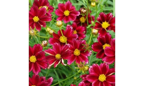 COREOPSIS 'Mercury Rising' PP24689 - Six (6) Plants
