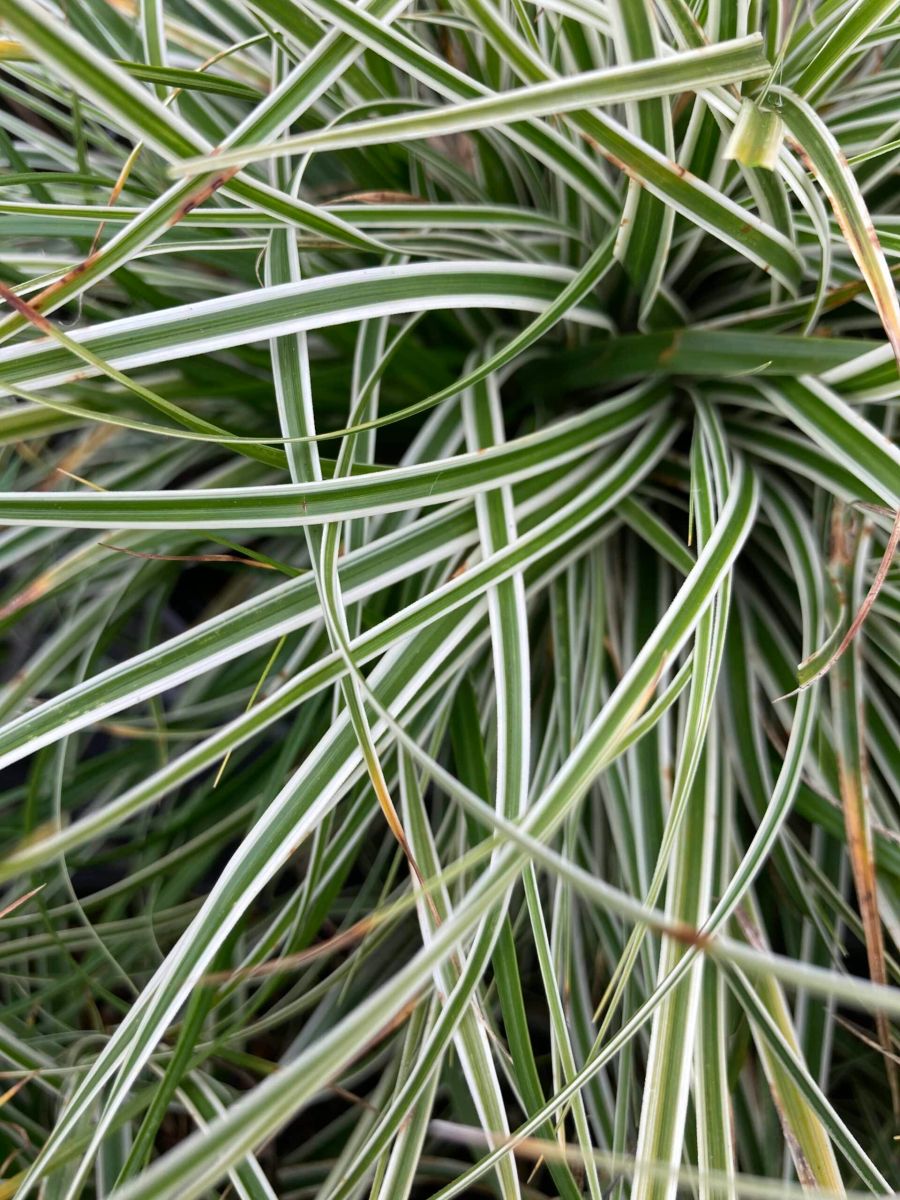 Carex Everest - Single Plants