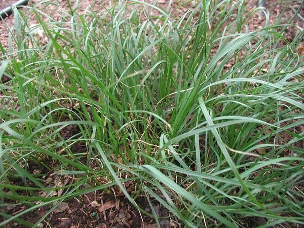 CAREX PENSYLVANICA (Pennsylvania Sedge) (2-Inch Containers)
