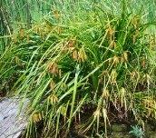 CAREX COMOSA (Longhair Sedge) - Single Plants