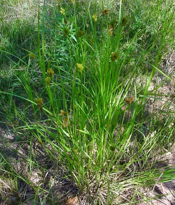 CAREX SCOPARIA (Broom Sedge) - Single Plants
