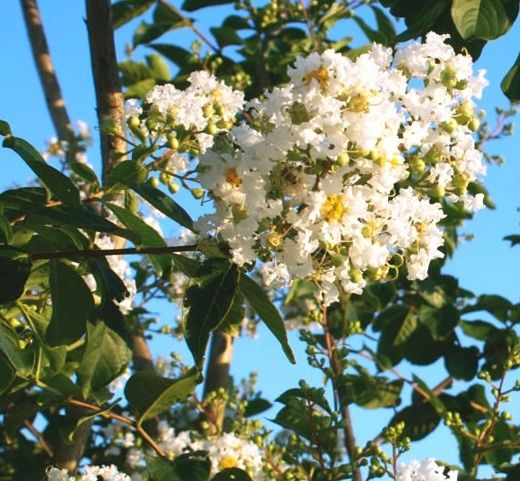 Crape Myrtle NATCHEZ -- (WHITE) (2-Inch Containers)