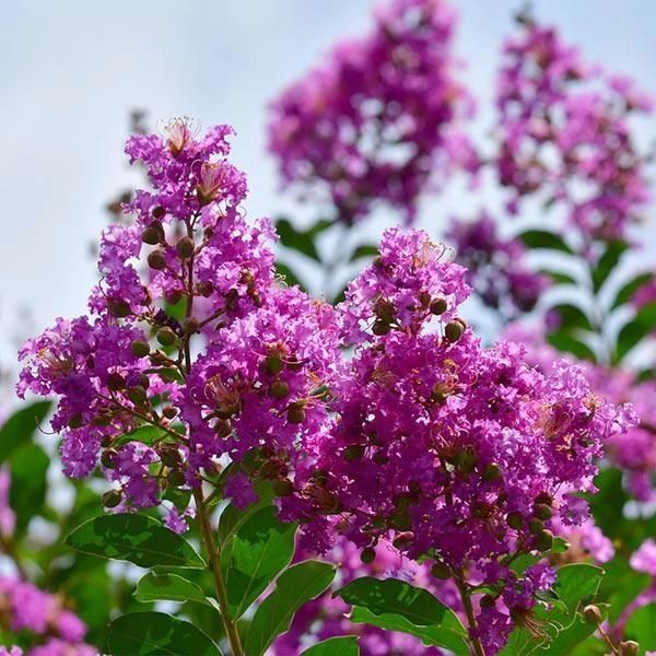 Crape Myrtle Twilight (2-Inch Containers)