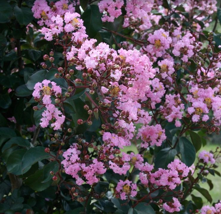 Crape Myrtle Sioux (Light Pink) - Single Plants