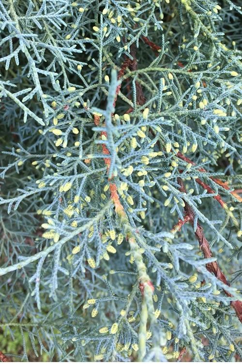 cupressus arizona blue 'Carolina Sapphire' (2-Inch Containers)