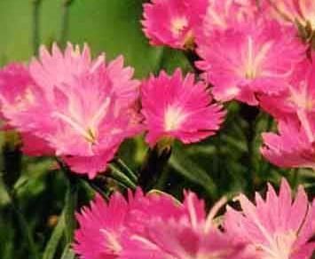 Dianthus gratianopolitanus 'Fire Witch' - 5-Pack of Plants