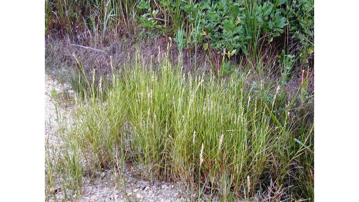 DISTICHLIS SPICATA (Spike Grass) - Full Flat of 50 Plants
