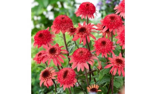 ECHINACEA purpurea 'Raspberry Truffle' PPAF - Single Plants