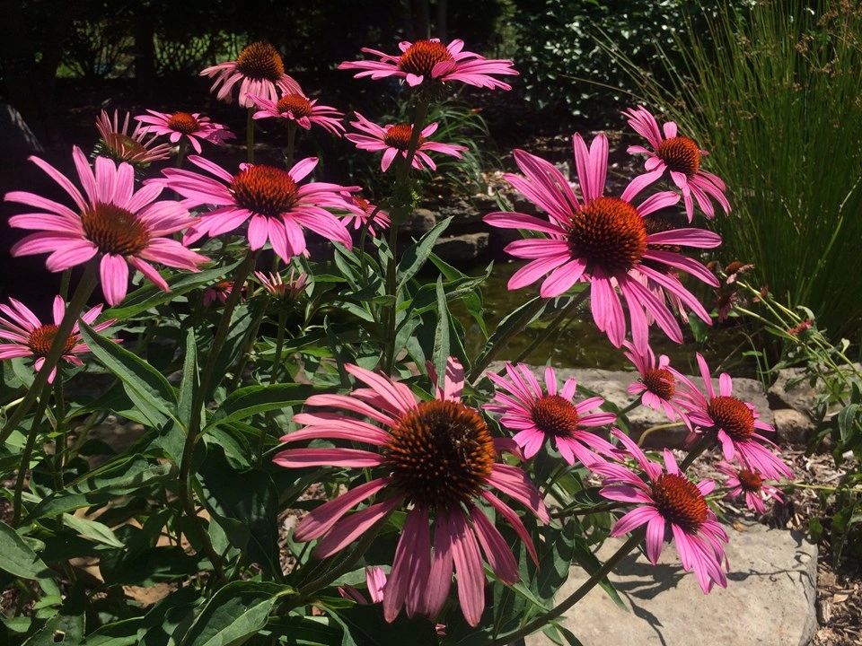 Echinacea Ruby Star (Gallon Containers)