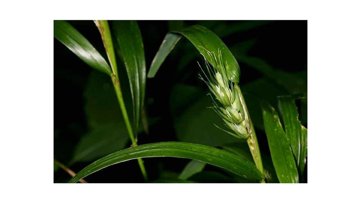 ELYMUS VIRGINICUS (Virginia Wild-Rye) - Full Flat of 50 Plants