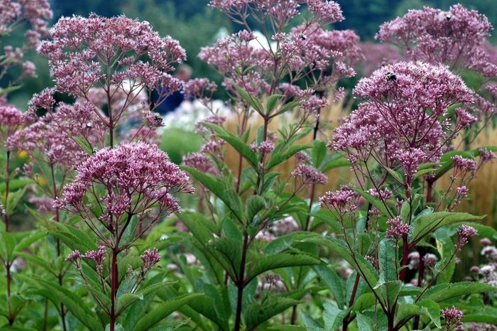Joe Pye Weed Eupatorium Fistulosum