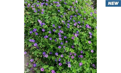 GERANIUM 'Mary Anne' PPAF - Six (6) Plants