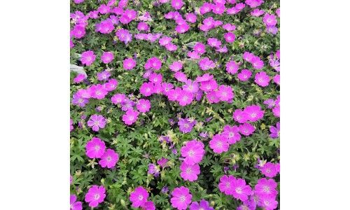 GERANIUM sanguineum 'Max Frei' - Six (6) Plants