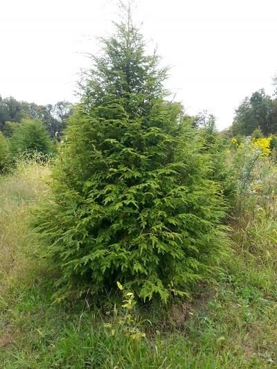 Canadian Hemlock (2-Inch Containers)