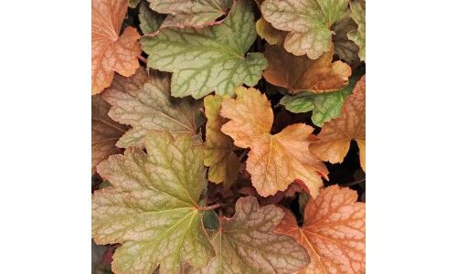 HEUCHERA Carnival 'Watermelon' PPAF - Six (6) Plants