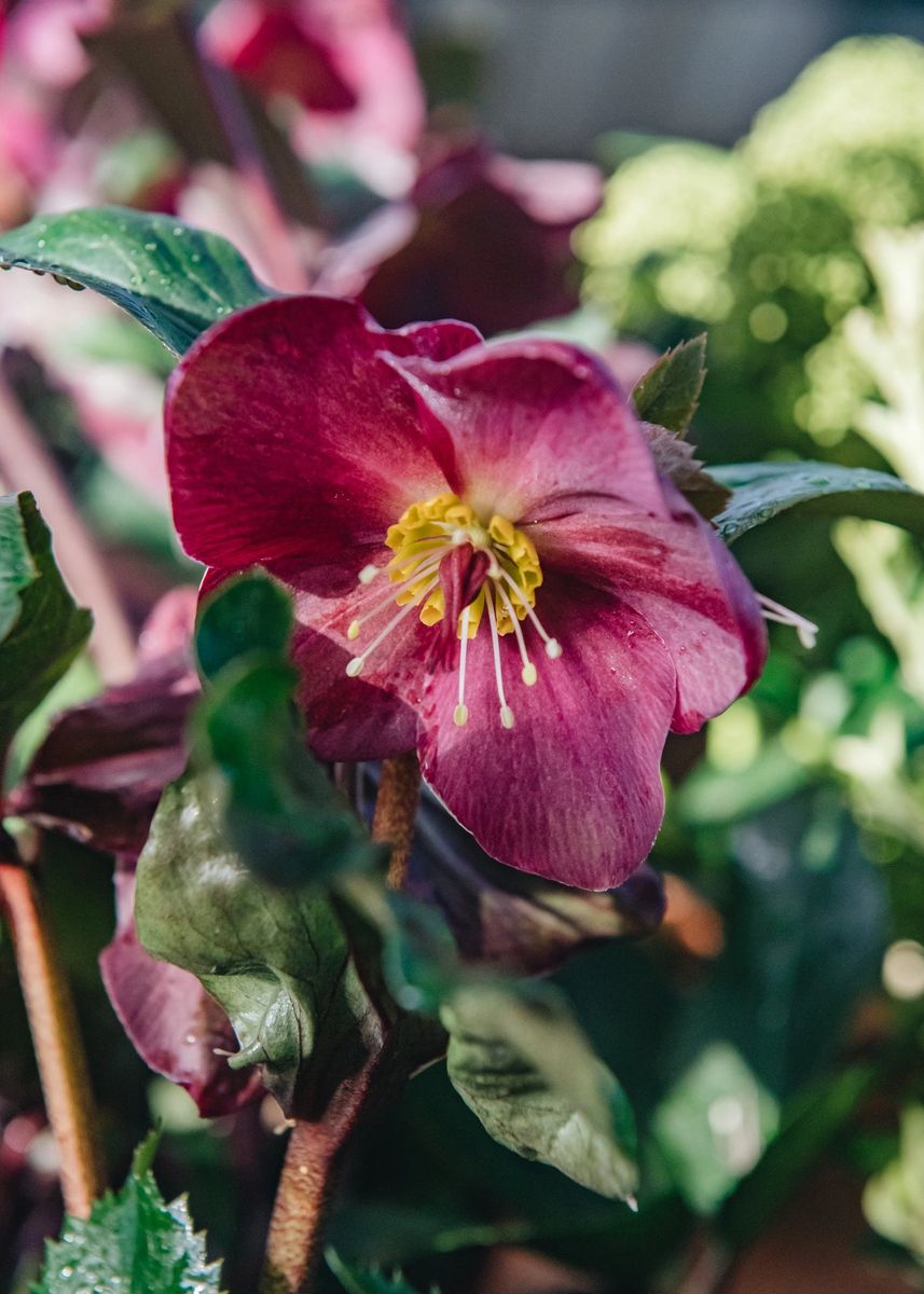 Hellebore GC Ice N'Roses Red (Gallon Containers)