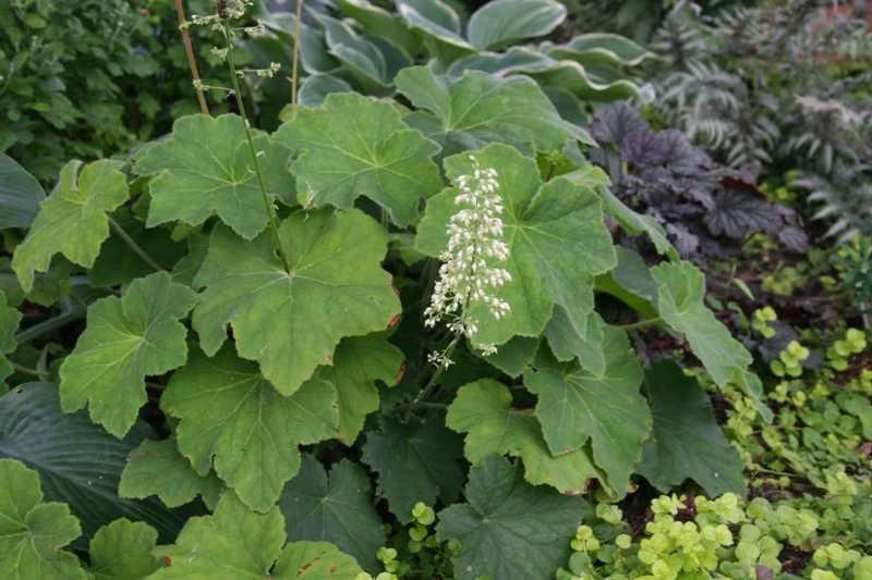 Heuchera v Autumn Bride (Gallon Containers)