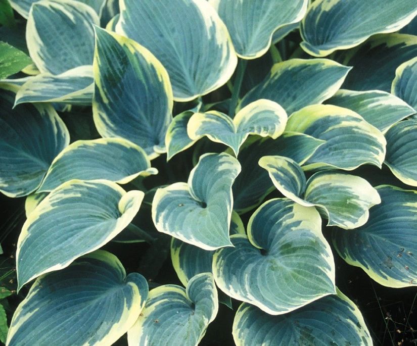 Hosta First Frost (Gallon Containers)