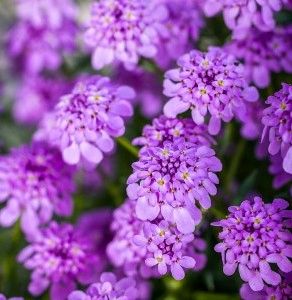 IBERIS 'Mermaid Lavender' - Full Flat of 21 Plants