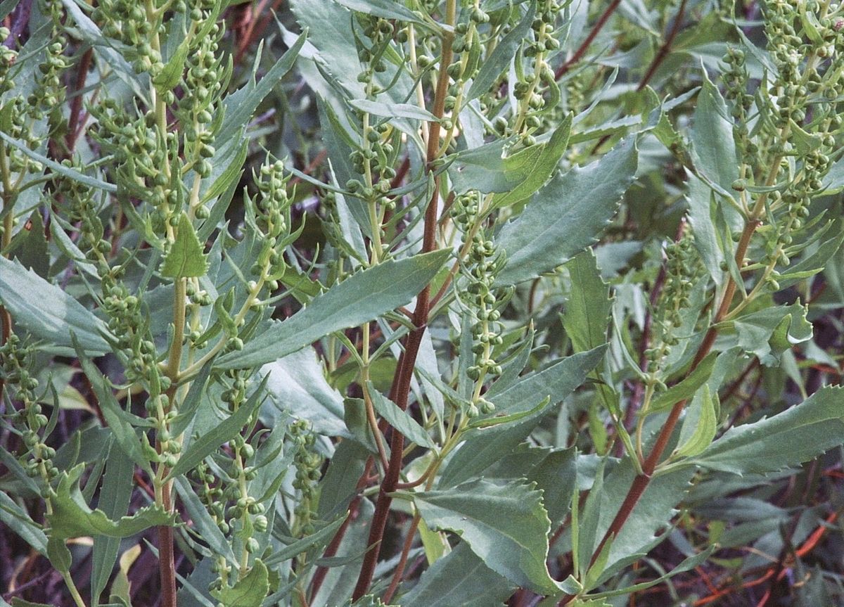 IVA FRUTESCENS (high-tide bush) - Full Flat of 32 Plants