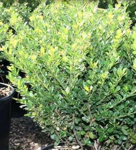 ILEX crenata 'Compacta' - Full Flat of 40 Plants