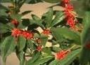 ILEX X 'APOLLO' - Single Plants