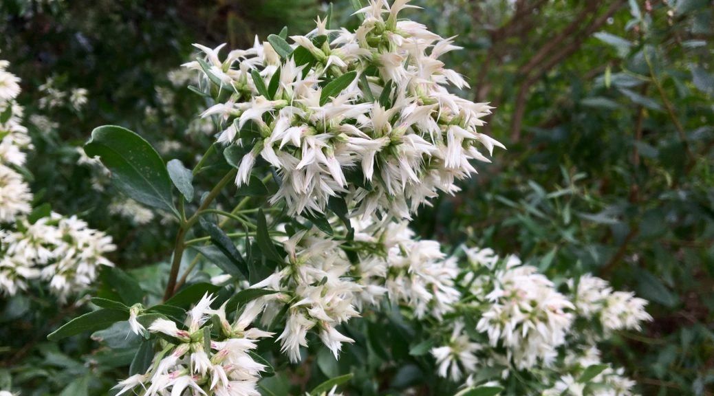 Iva-Frutescens (High-Tide Bush)