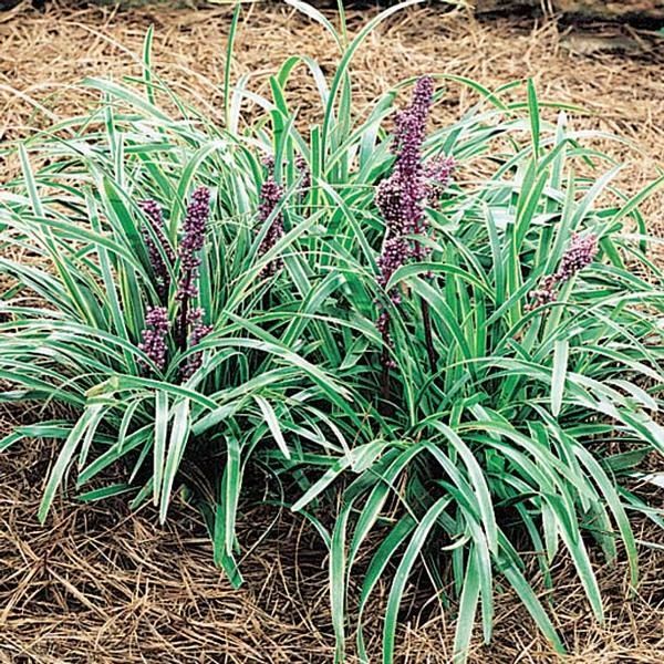 John Burch Lily Turf - Full Flat of 18 Plants (Bare-Root)