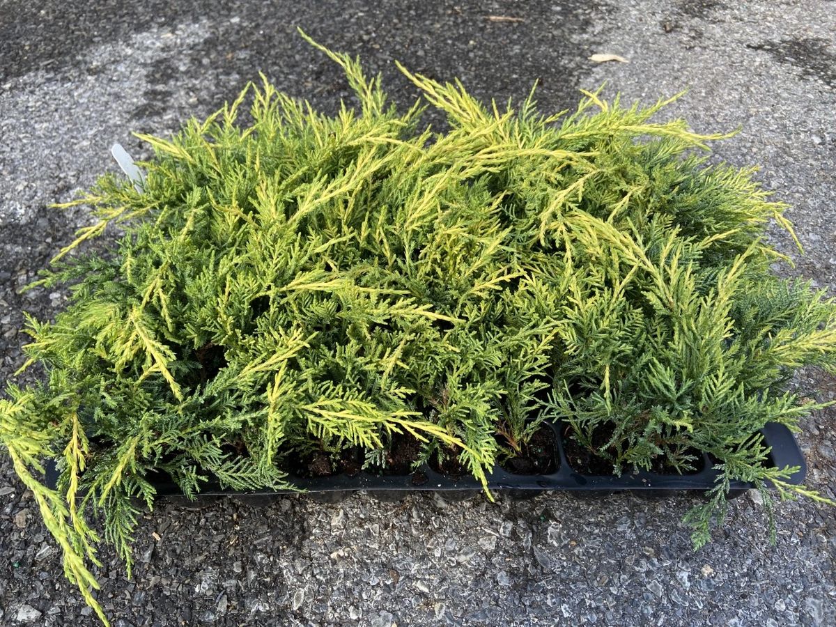 Juniperus Gold Lace - Full Flat of 60 Plants