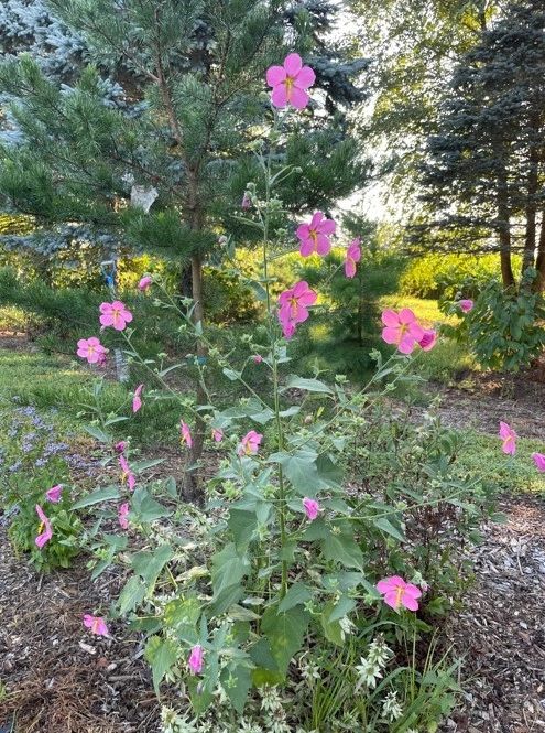 KOSTELETZKYA VIRGINICA (Virginia Saltmarsh Mallow) - Six (6) Plants