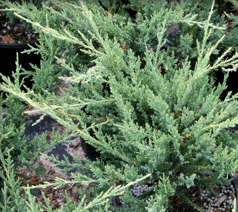 Juniperus Kallay - Six (6) Plants