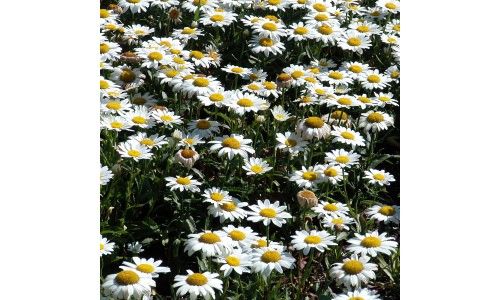LEUCANTHEMUM superbum 'Snowcap' - Full Flat of 21 Plants