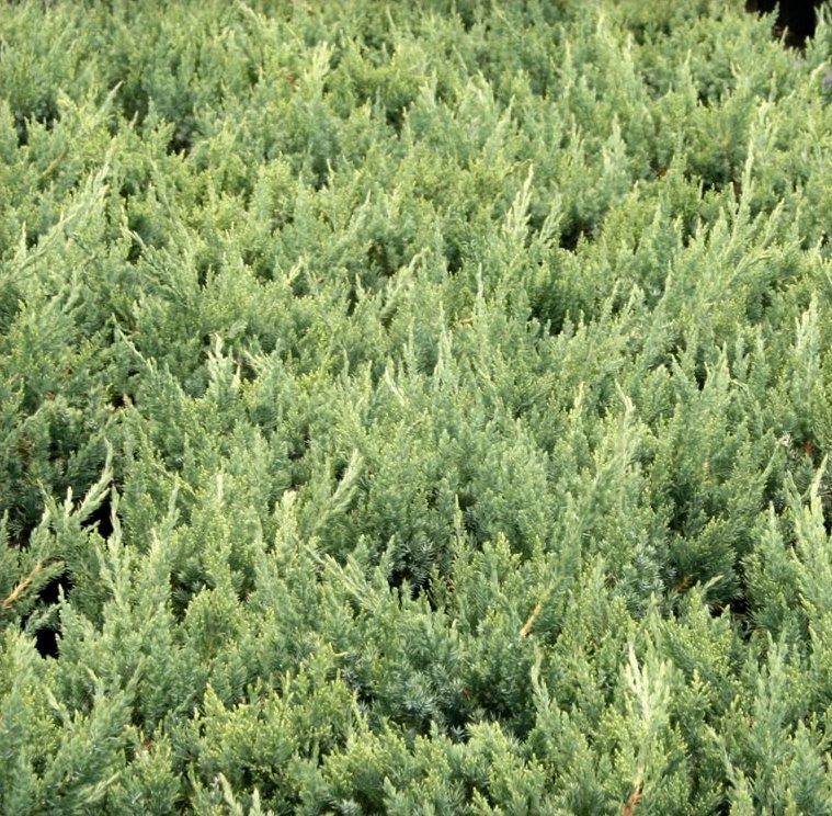 Juniper PARSONI - Full Flats of 15 Plants