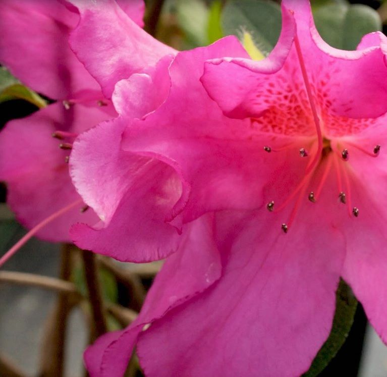 Azalea PURPLE FORMOSA -- (PURPLE) - Six (6) Plants