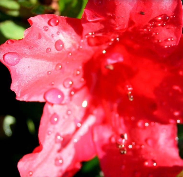 Azalea VIVID -- (RED) - Six (6) Plants