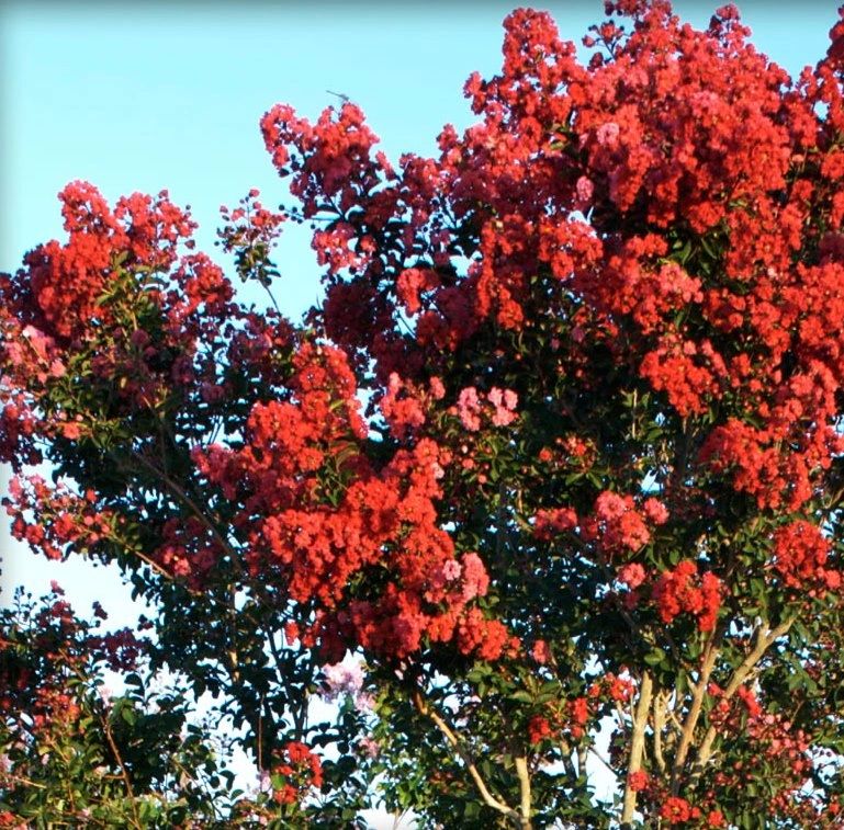 Lagerstroemia indica (Crape Myrtle)