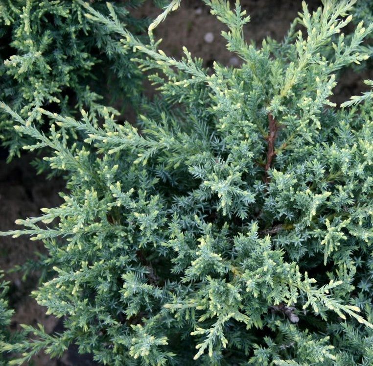 Juniper NICKS COMPACTA - Full Flat of 15 Plants