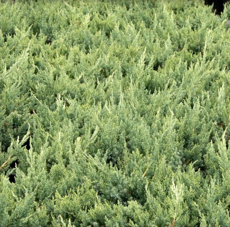 Juniper PARSONI - Full Flats of 60 Plants