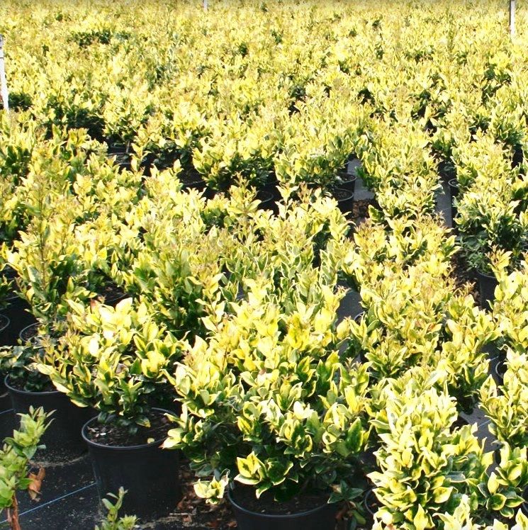 Ligustrum Howardii - Six (6) Plants