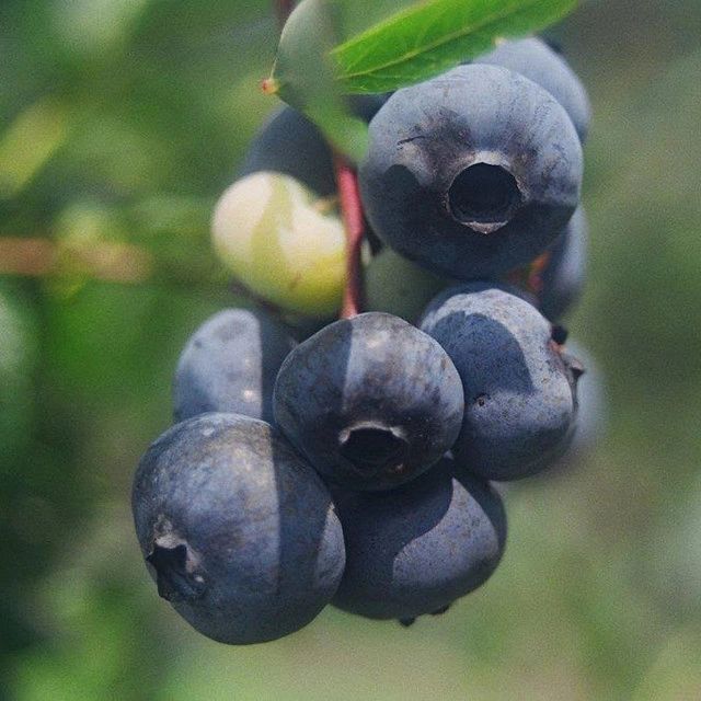 Misty Blueberry (1-inch containers)