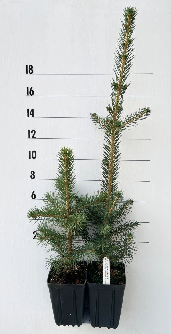 Meyer's Spruce - Full Flat of 18 Plants