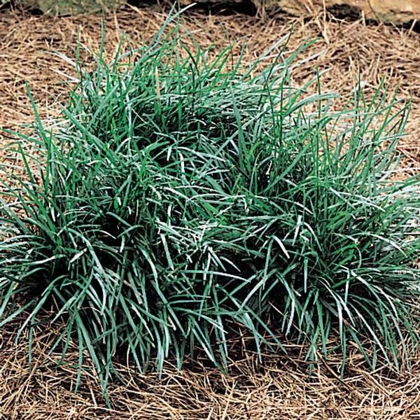 Mondo Grass - Full Flat of 18 Plants (2.5 Inch Containers)