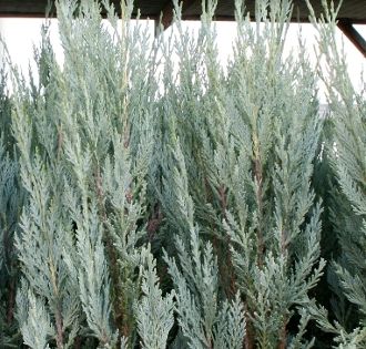 Moonglow Juniper - Single Plants