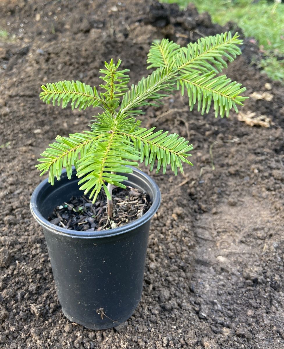 Nordmann Fir Seedlings (2-Inch Containers)
