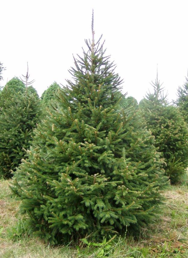 Norway Spruce - (Bare Root) Plants (50-Count)
