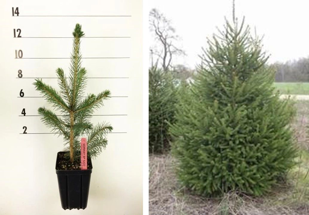 Norway Spruce Seedlings - Full Flat of 18 Plants