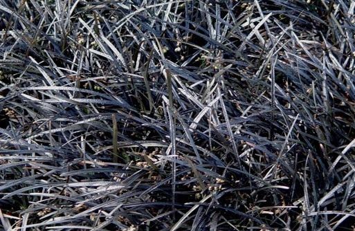 Black Mondo Grass (Pint Containers)